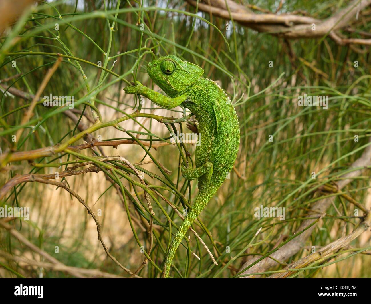 chamaeleo chamaeleon, european chameleon in spain Stock Photo - Alamy