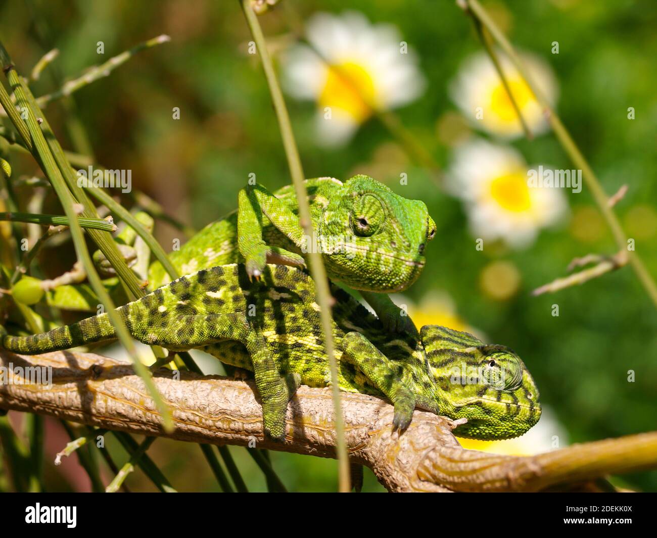 chamaeleo chamaeleon, european chameleon in spain Stock Photo - Alamy