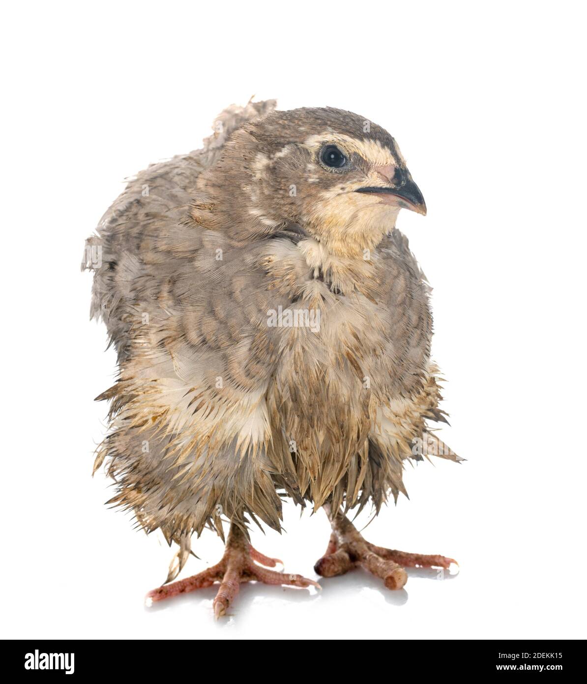 japanese quail in front of white background Stock Photo - Alamy