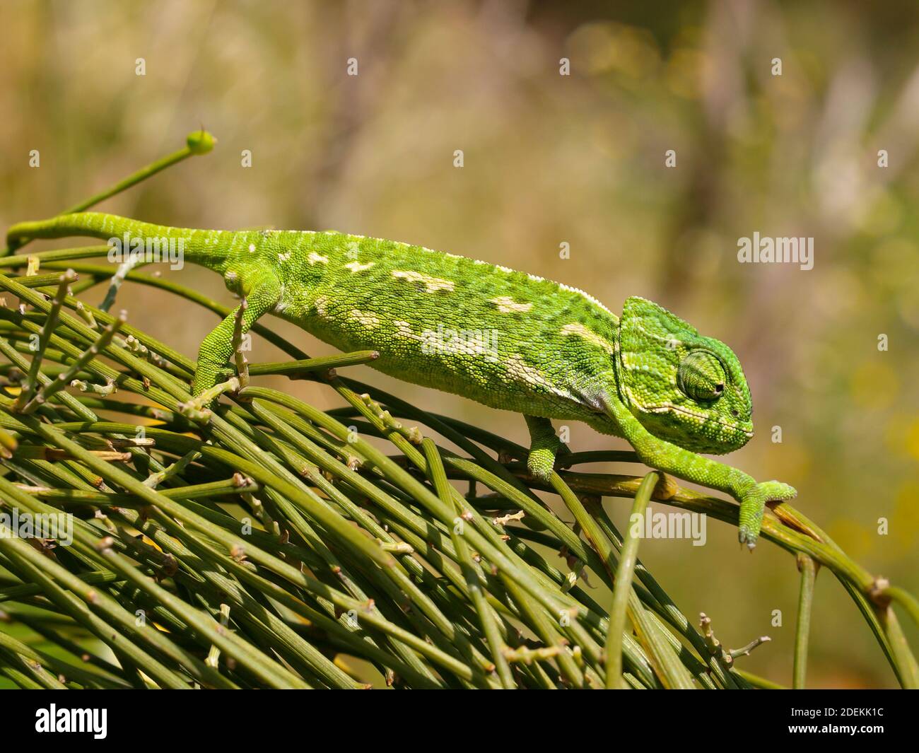 chamaeleo chamaeleon, european chameleon in spain Stock Photo - Alamy
