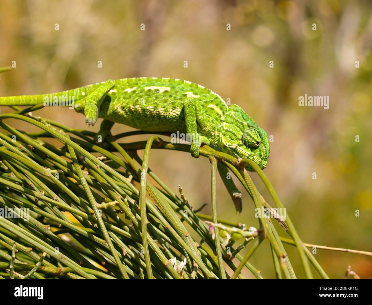 chamaeleo chamaeleon, european chameleon in spain Stock Photo - Alamy