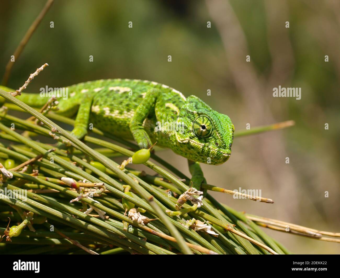 chamaeleo chamaeleon, european chameleon in spain Stock Photo - Alamy