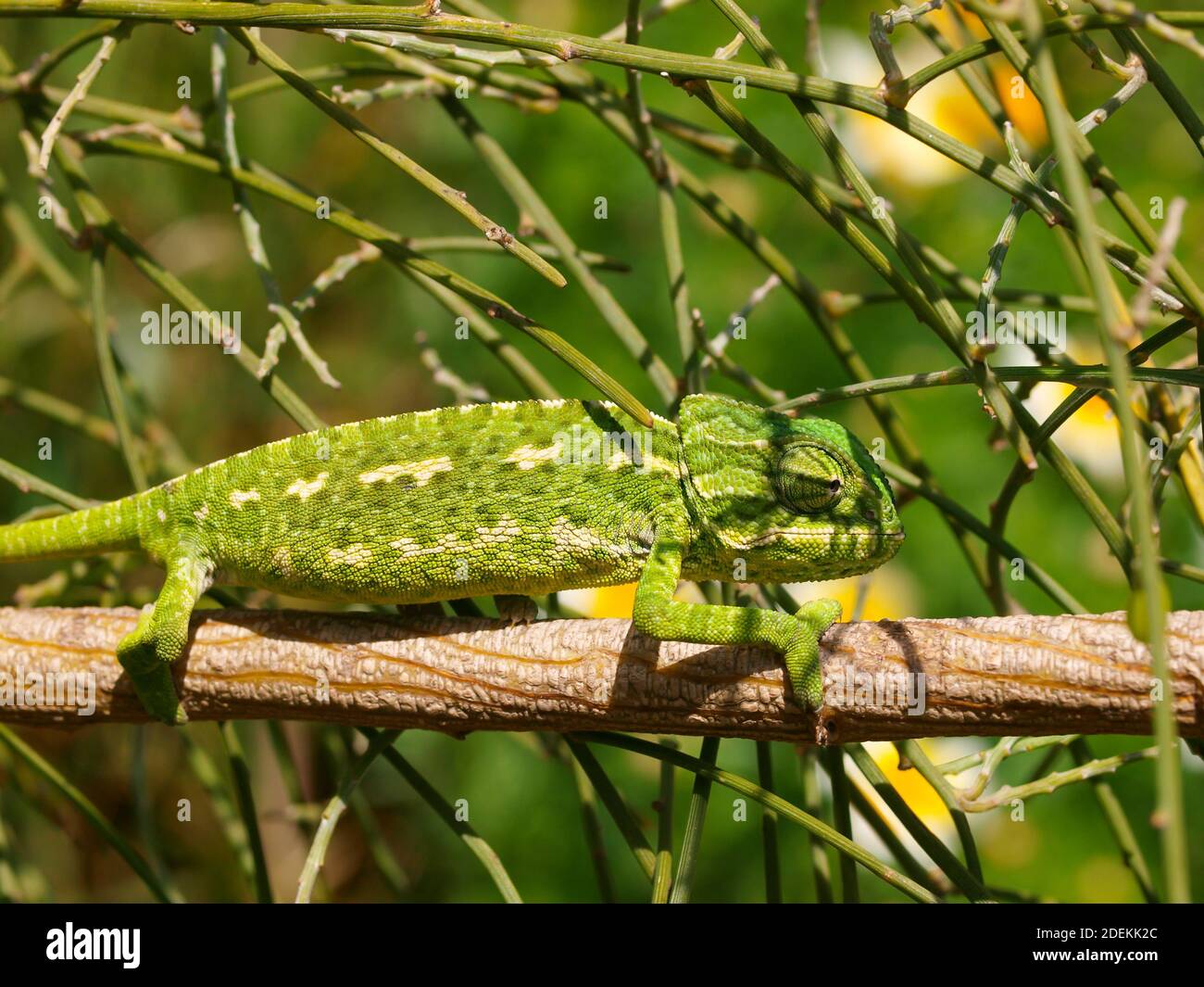 chamaeleo chamaeleon, european chameleon in spain Stock Photo - Alamy