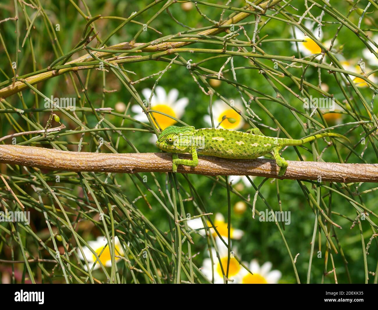 chamaeleo chamaeleon, european chameleon in spain Stock Photo - Alamy