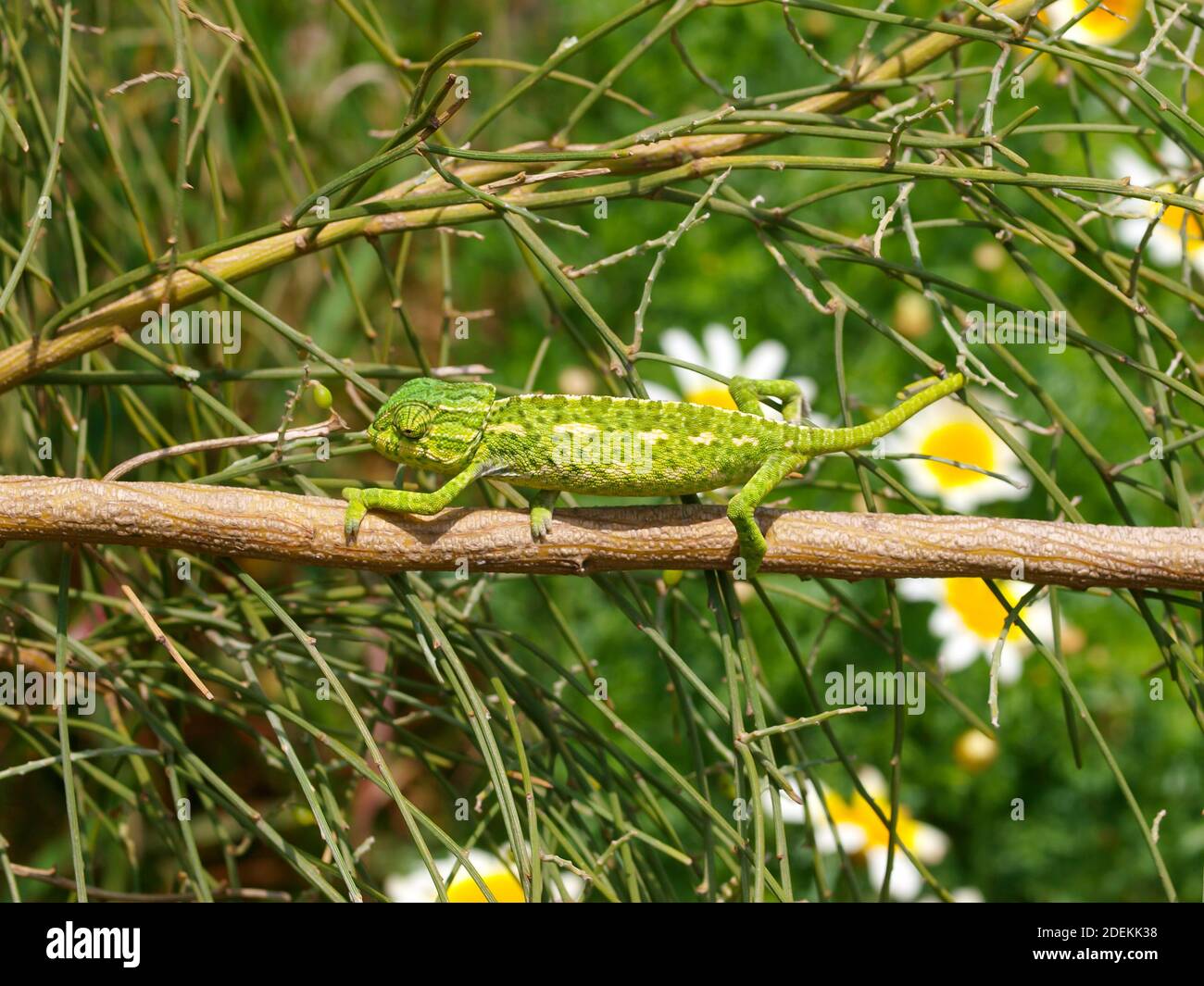 chamaeleo chamaeleon, european chameleon in spain Stock Photo - Alamy