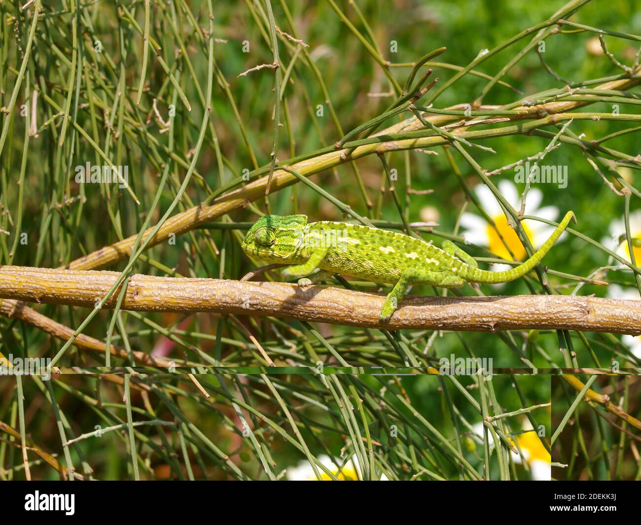 chamaeleo chamaeleon, european chameleon in spain Stock Photo - Alamy