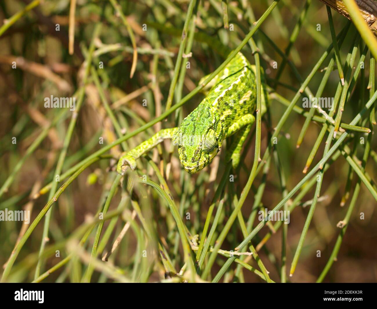 chamaeleo chamaeleon, european chameleon in spain Stock Photo - Alamy