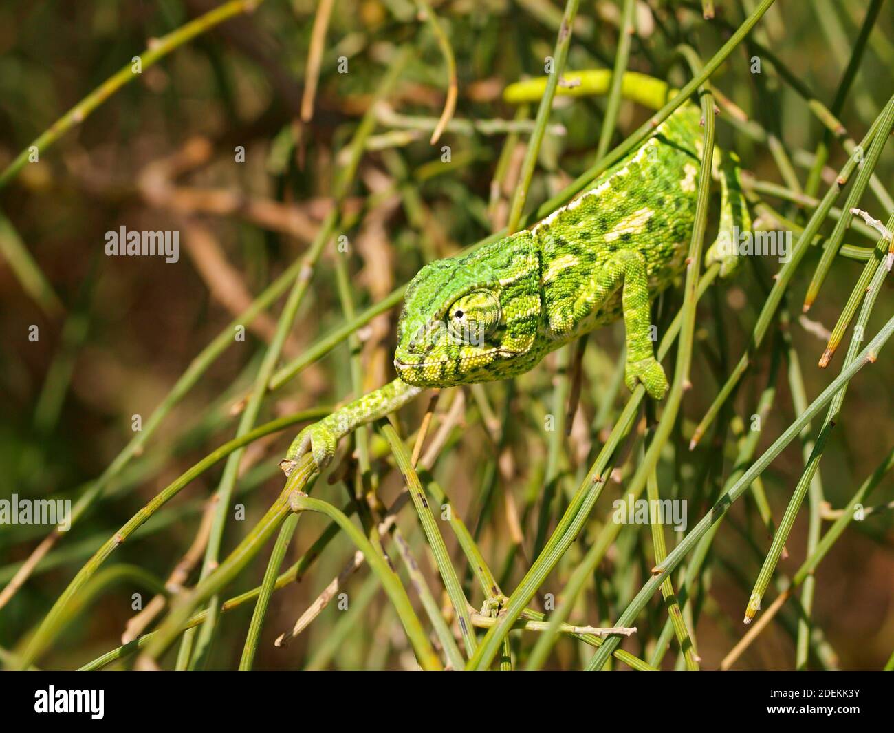 chamaeleo chamaeleon, european chameleon in spain Stock Photo - Alamy