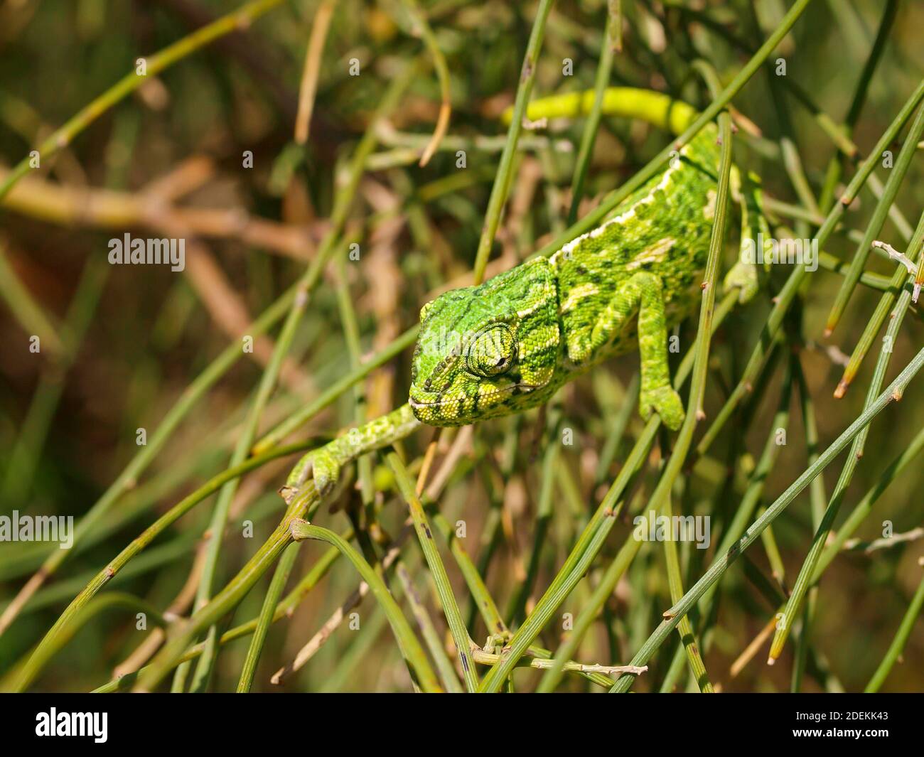 chamaeleo chamaeleon, european chameleon in spain Stock Photo - Alamy