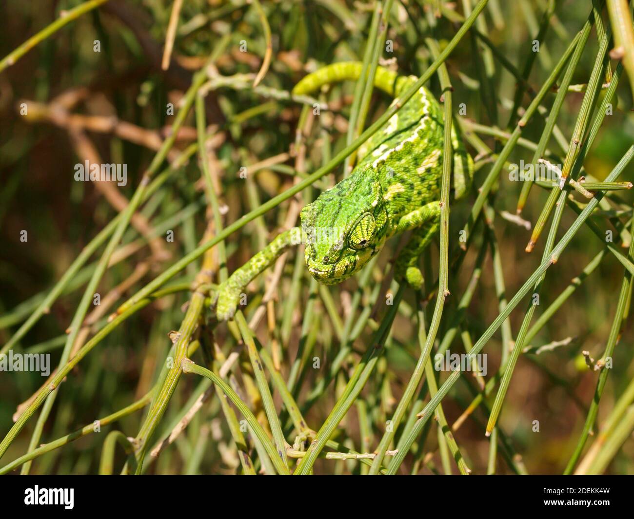 chamaeleo chamaeleon, european chameleon in spain Stock Photo - Alamy