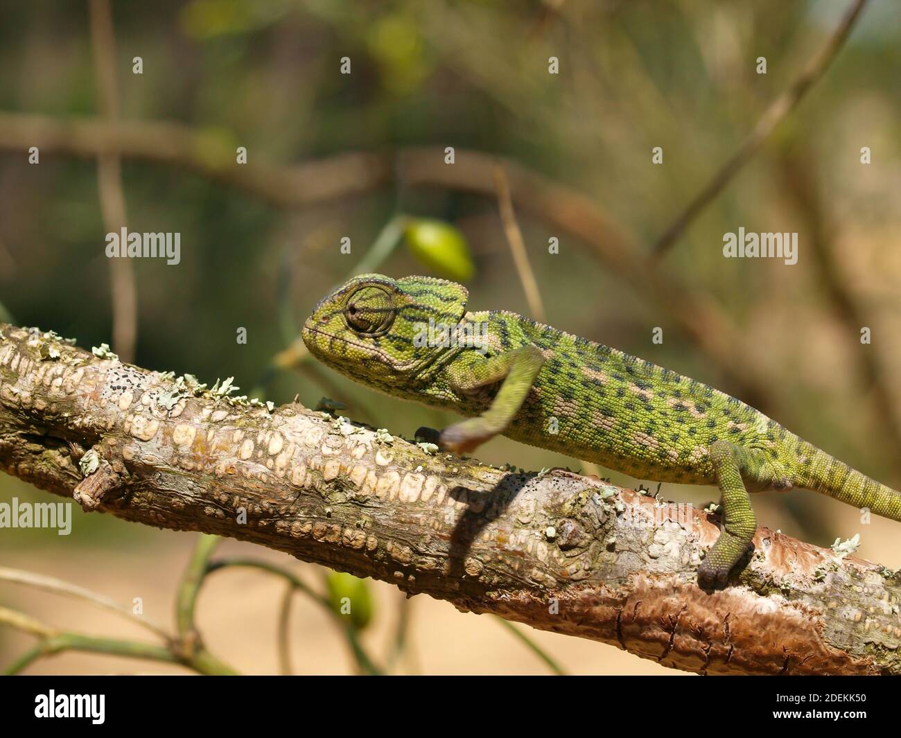 chamaeleo chamaeleon, european chameleon in spain Stock Photo - Alamy