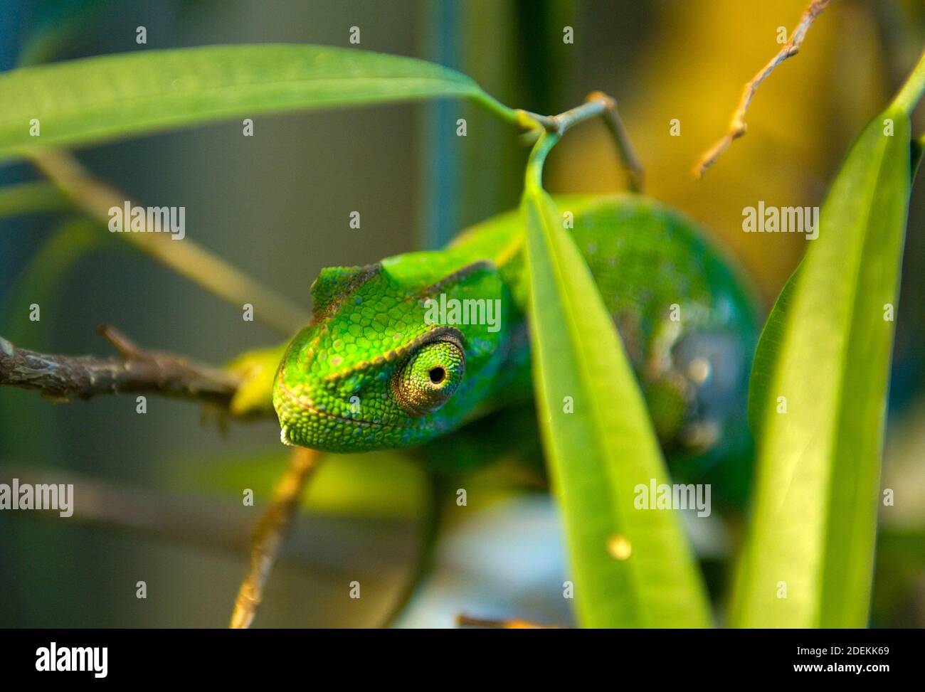 chamaeleo chamaeleon, european chameleon in spain Stock Photo - Alamy