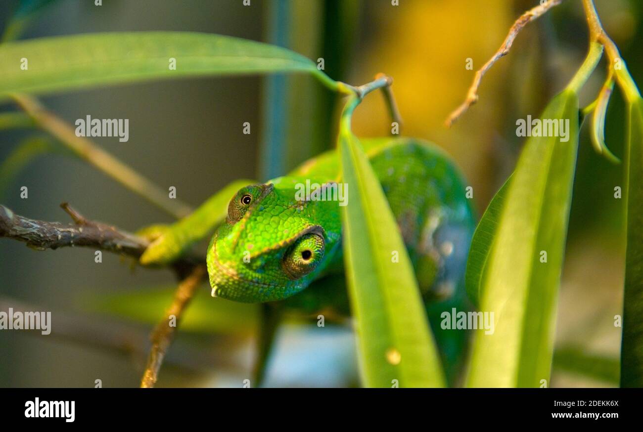 chamaeleo chamaeleon, european chameleon in spain Stock Photo - Alamy