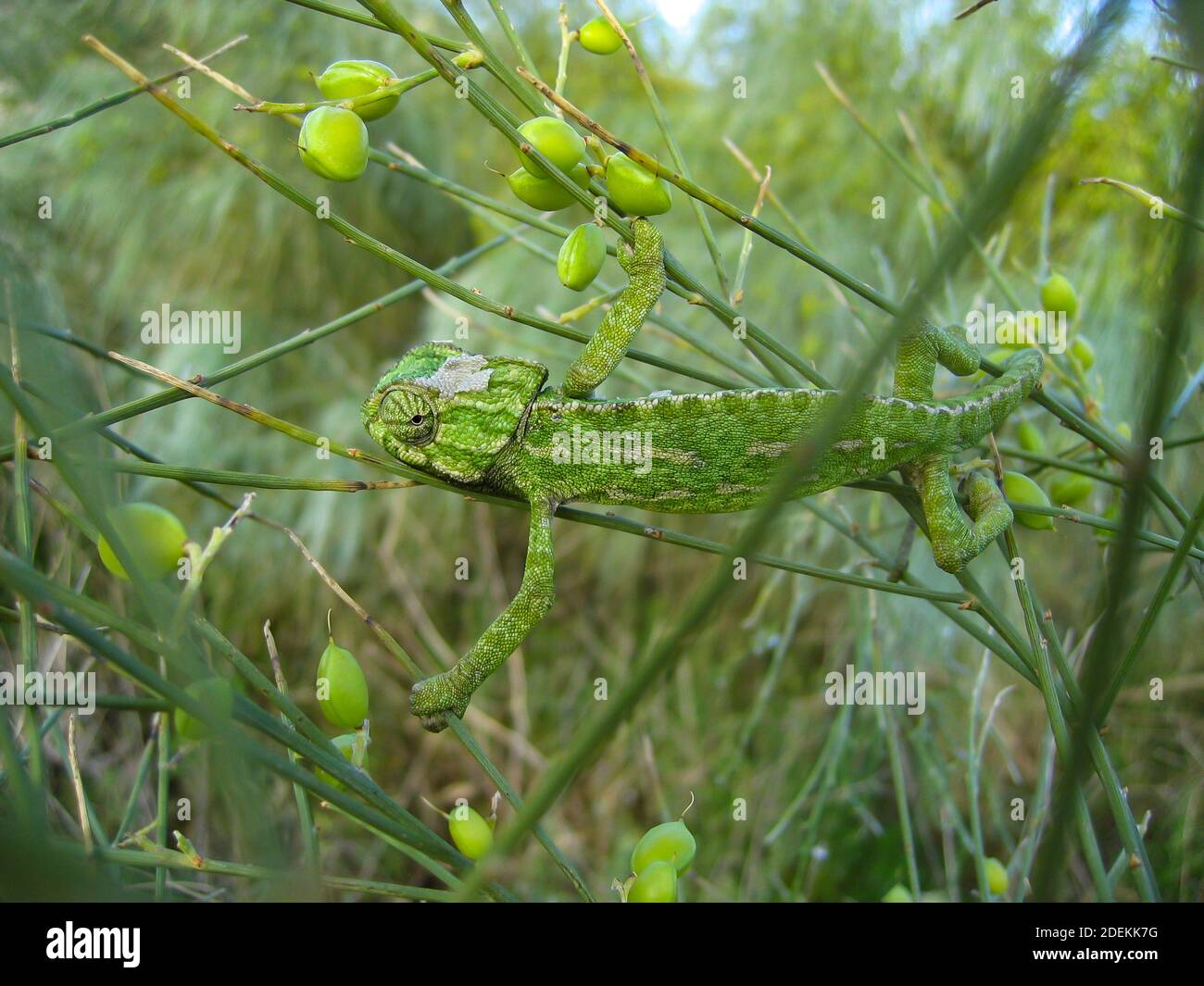 chamaeleo chamaeleon, european chameleon in spain Stock Photo - Alamy