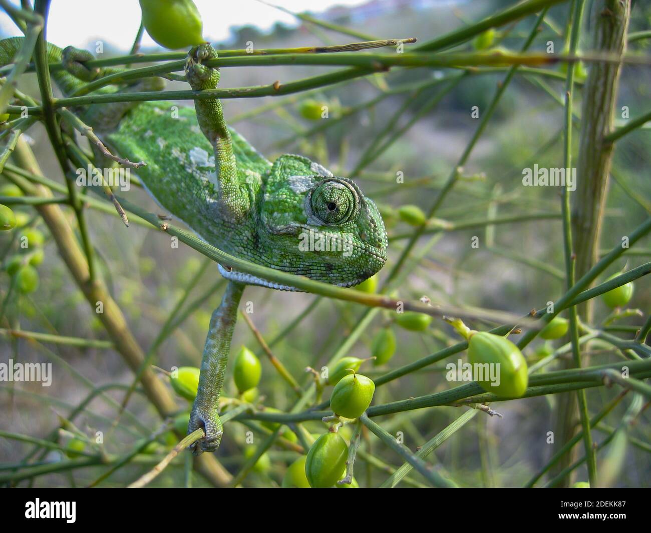 chamaeleo chamaeleon, european chameleon in spain Stock Photo - Alamy