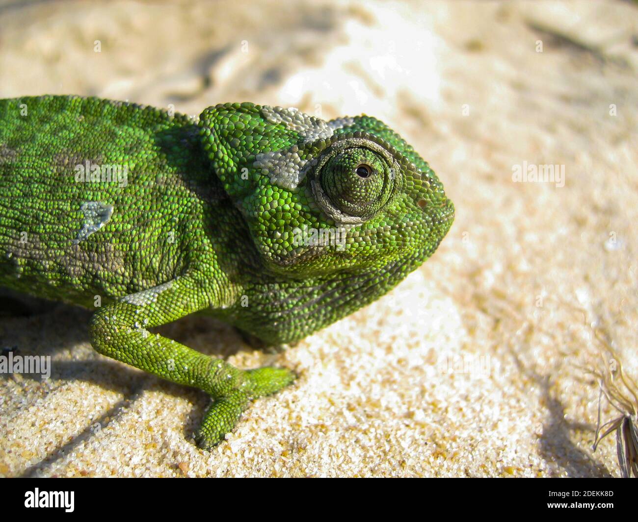 chamaeleo chamaeleon, european chameleon in spain Stock Photo - Alamy