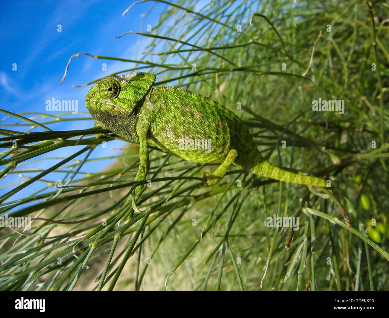 chamaeleo chamaeleon, european chameleon in spain Stock Photo - Alamy