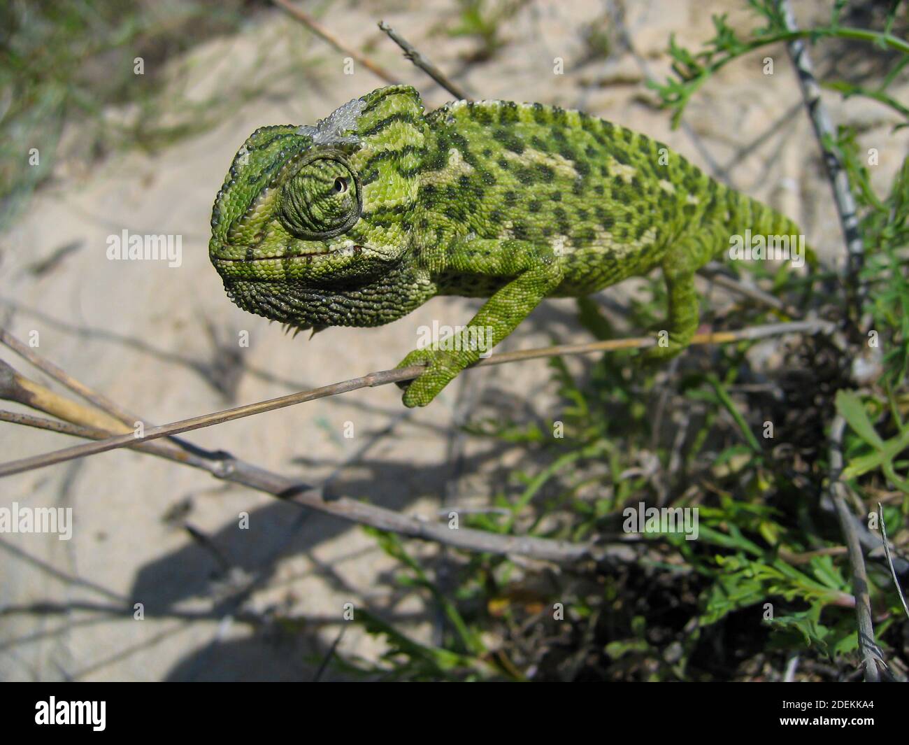 chamaeleo chamaeleon, european chameleon in spain Stock Photo - Alamy