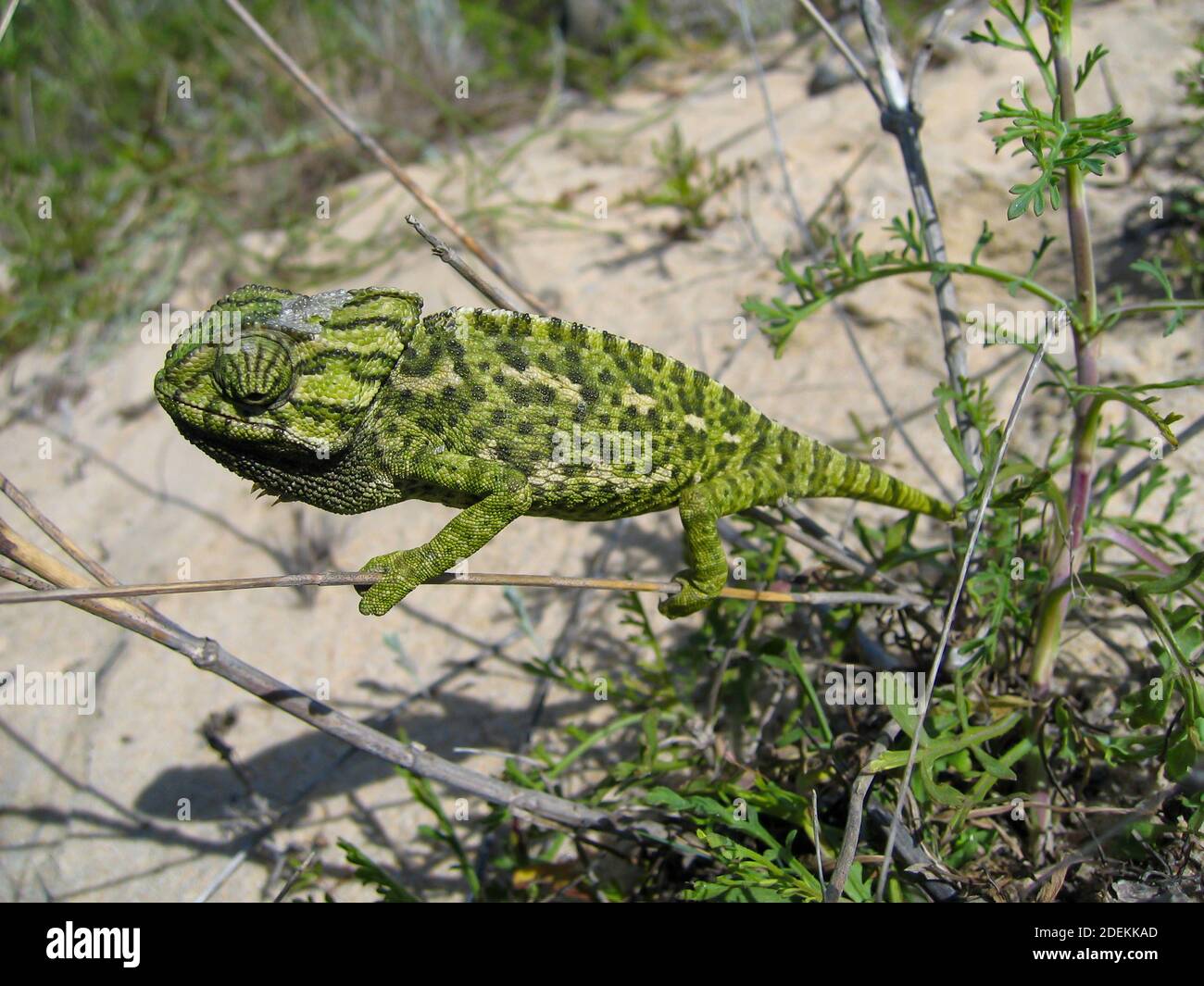 chamaeleo chamaeleon, european chameleon in spain Stock Photo - Alamy