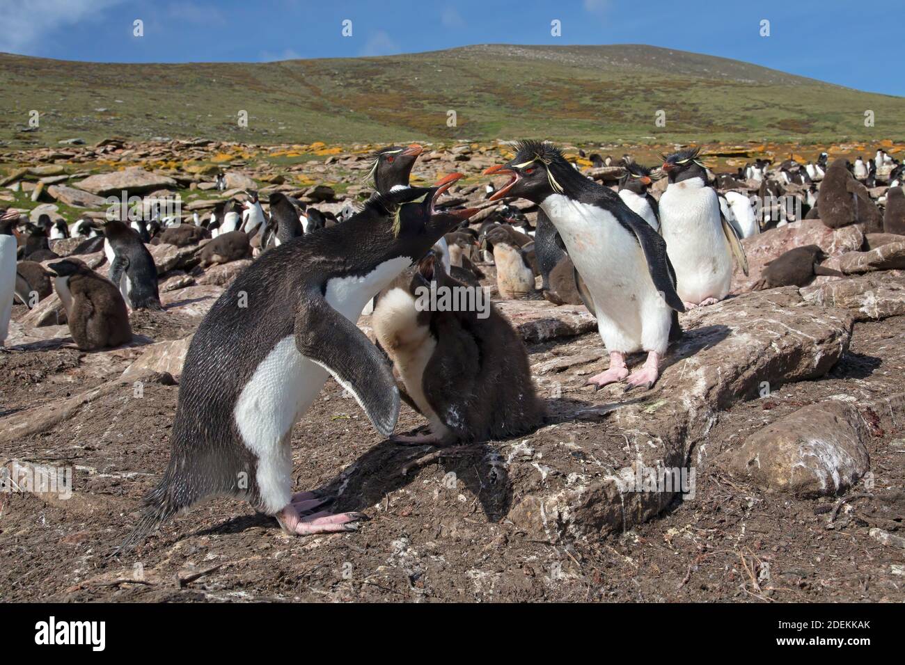 Rockhopper penguin nesting colony Stock Photo - Alamy