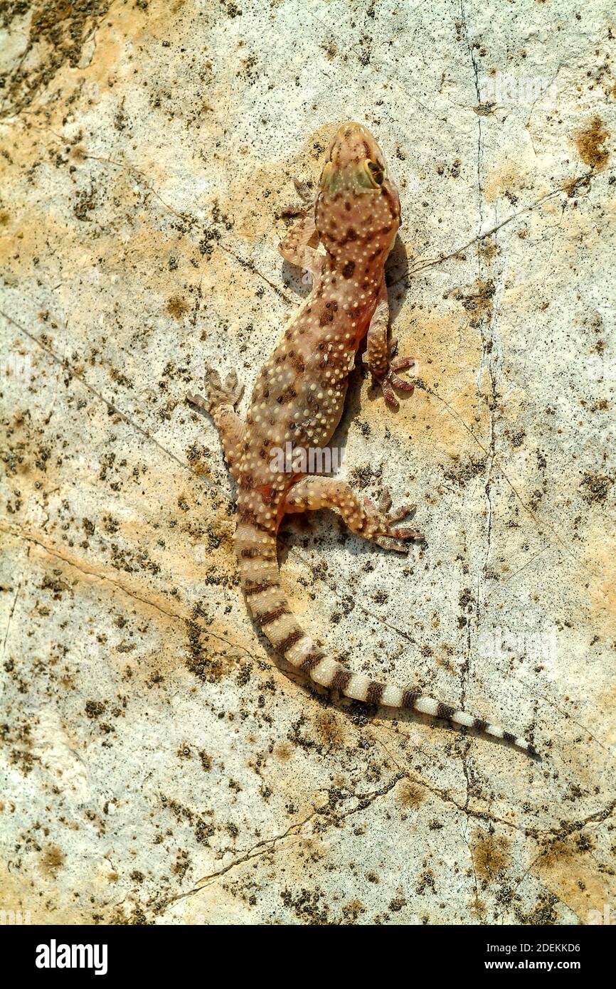Mediterranean house gecko (Hemidactylus turcicus) in greece Stock Photo ...
