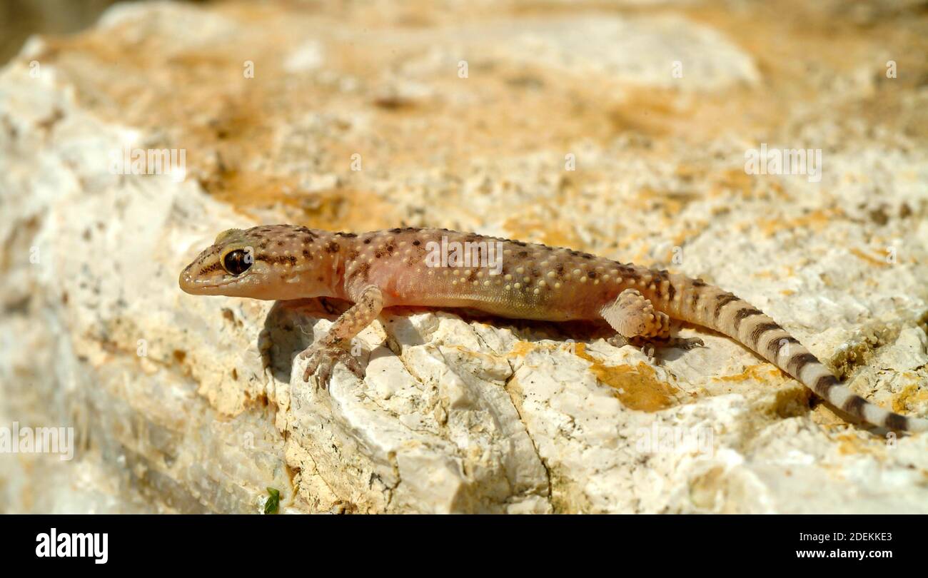 Mediterranean house gecko (Hemidactylus turcicus) in greece Stock Photo ...