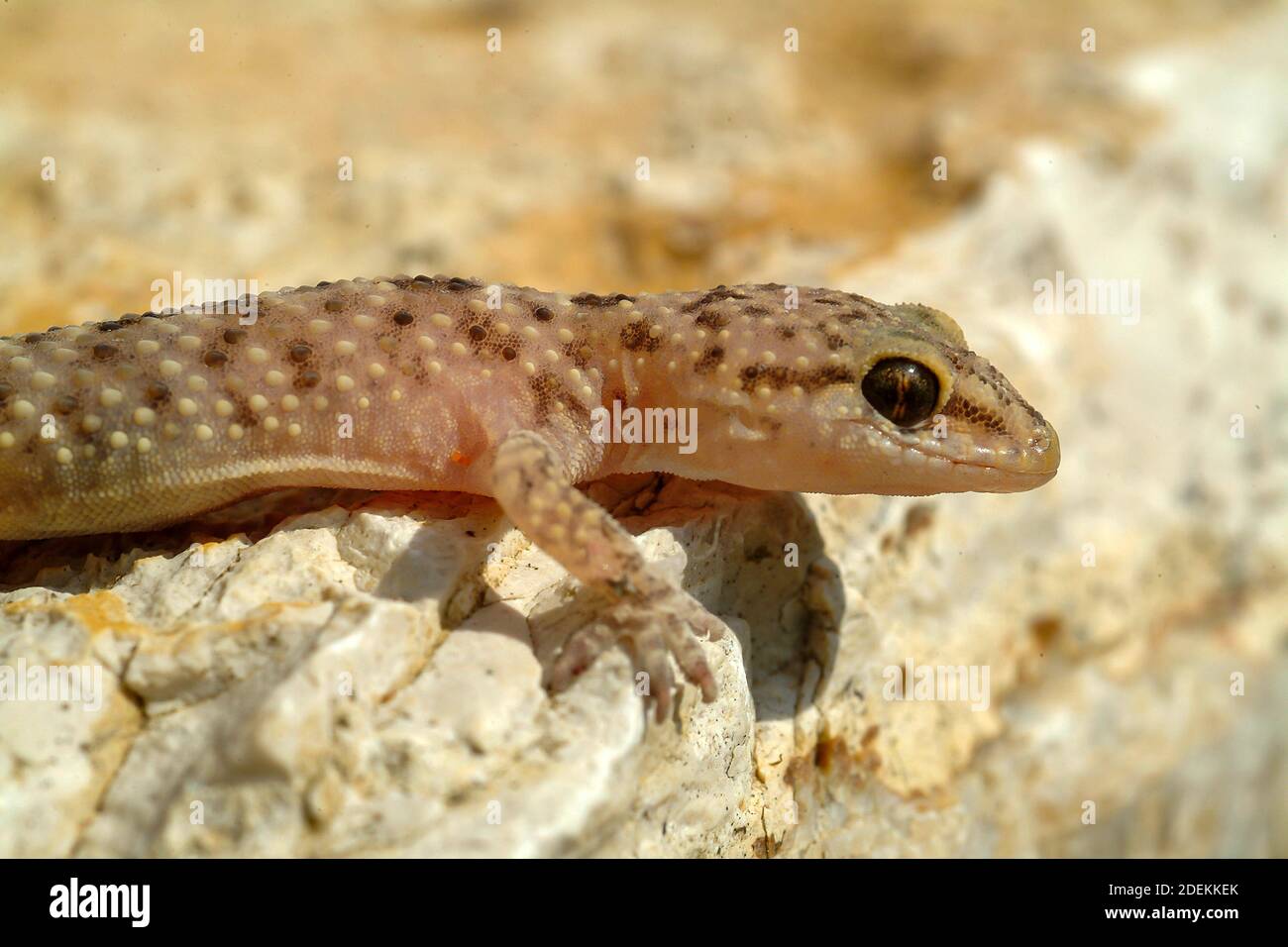 Mediterranean house gecko (Hemidactylus turcicus) in greece Stock Photo ...
