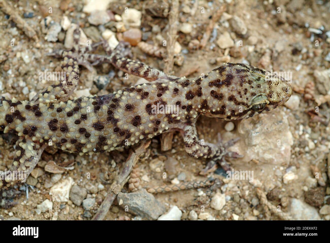 Mediterranean house gecko (Hemidactylus turcicus) in greece Stock Photo ...