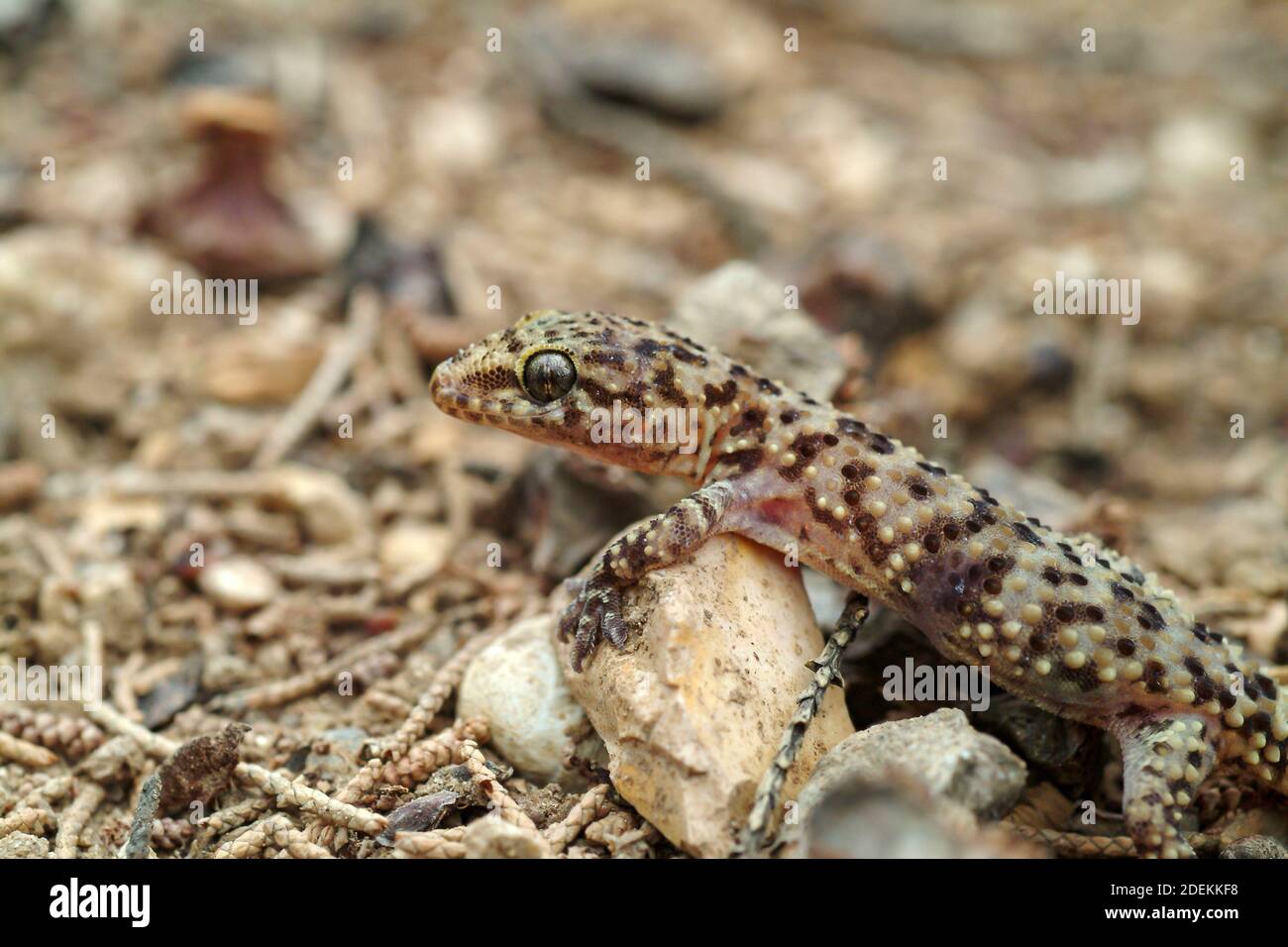 Mediterranean house gecko (Hemidactylus turcicus) in greece Stock Photo ...