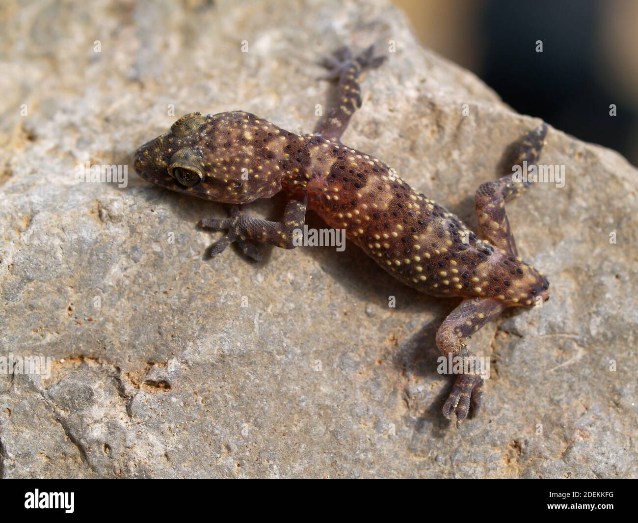 Mediterranean house gecko (Hemidactylus turcicus) in greece Stock Photo ...