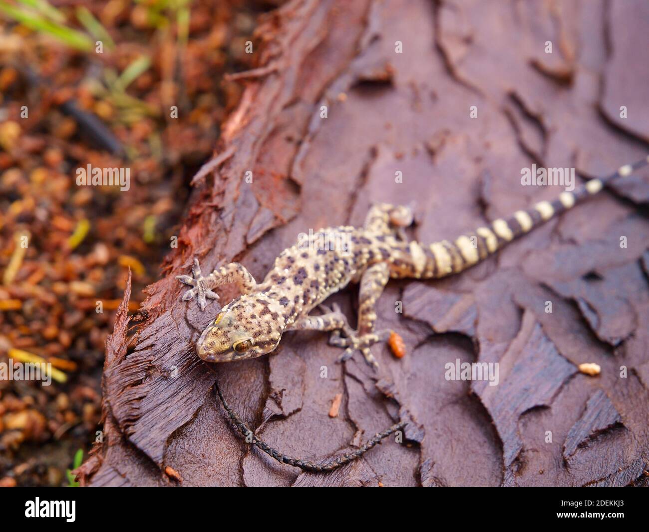 Mediterranean house gecko (Hemidactylus turcicus) in greece Stock Photo ...