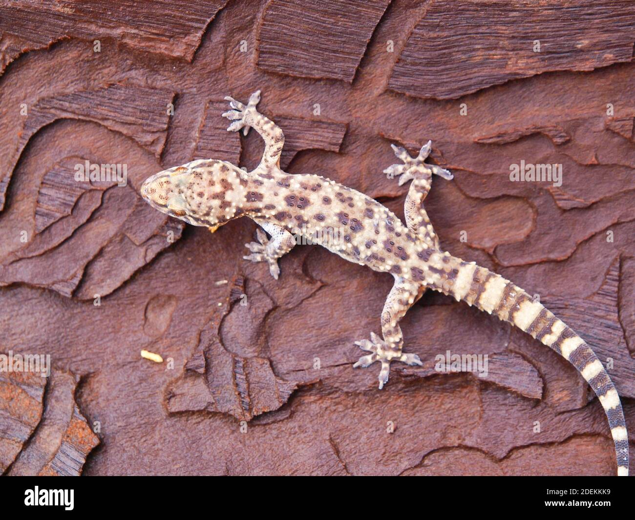 Mediterranean house gecko (Hemidactylus turcicus) in greece Stock Photo ...