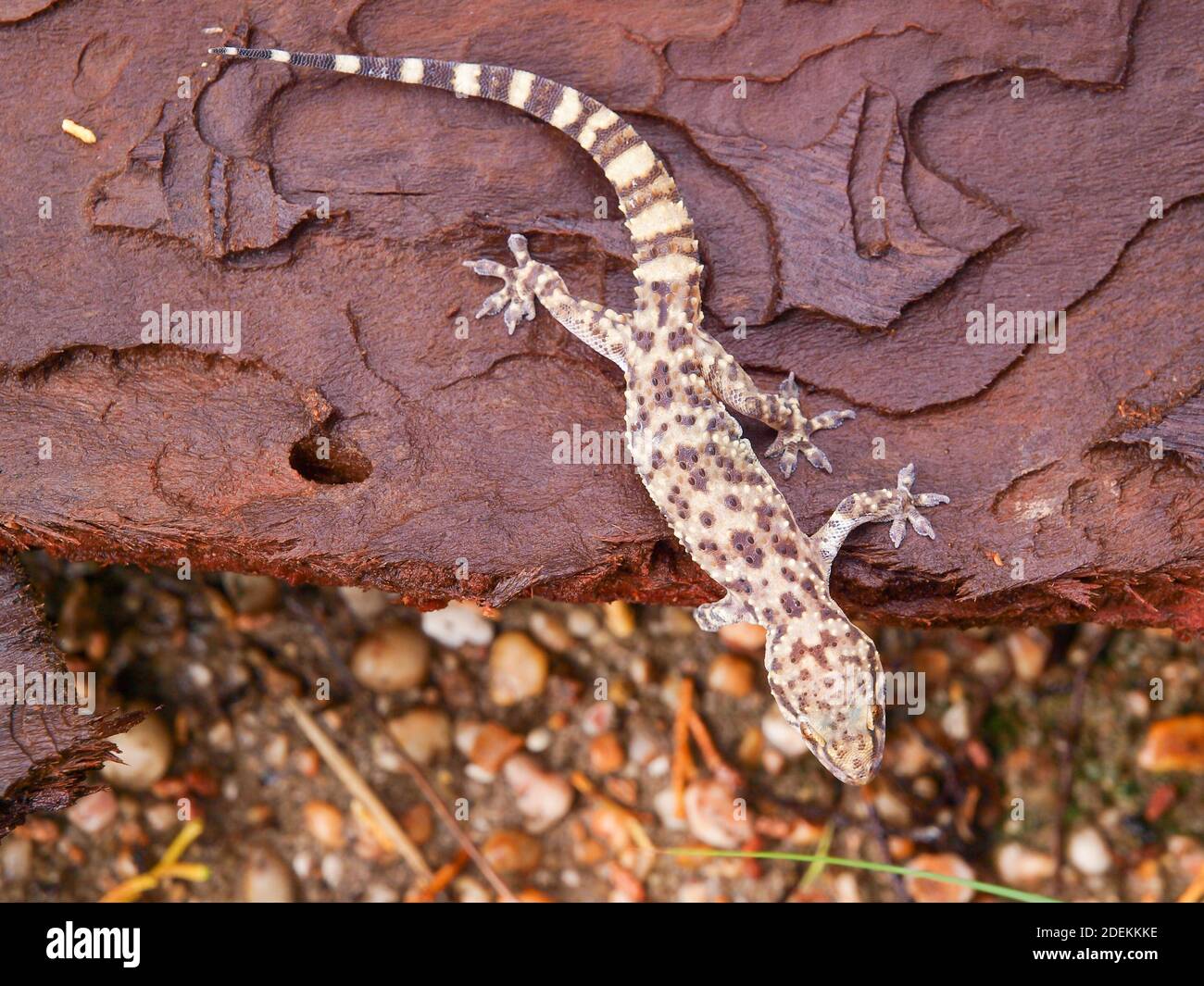 Mediterranean house gecko (Hemidactylus turcicus) in greece Stock Photo ...