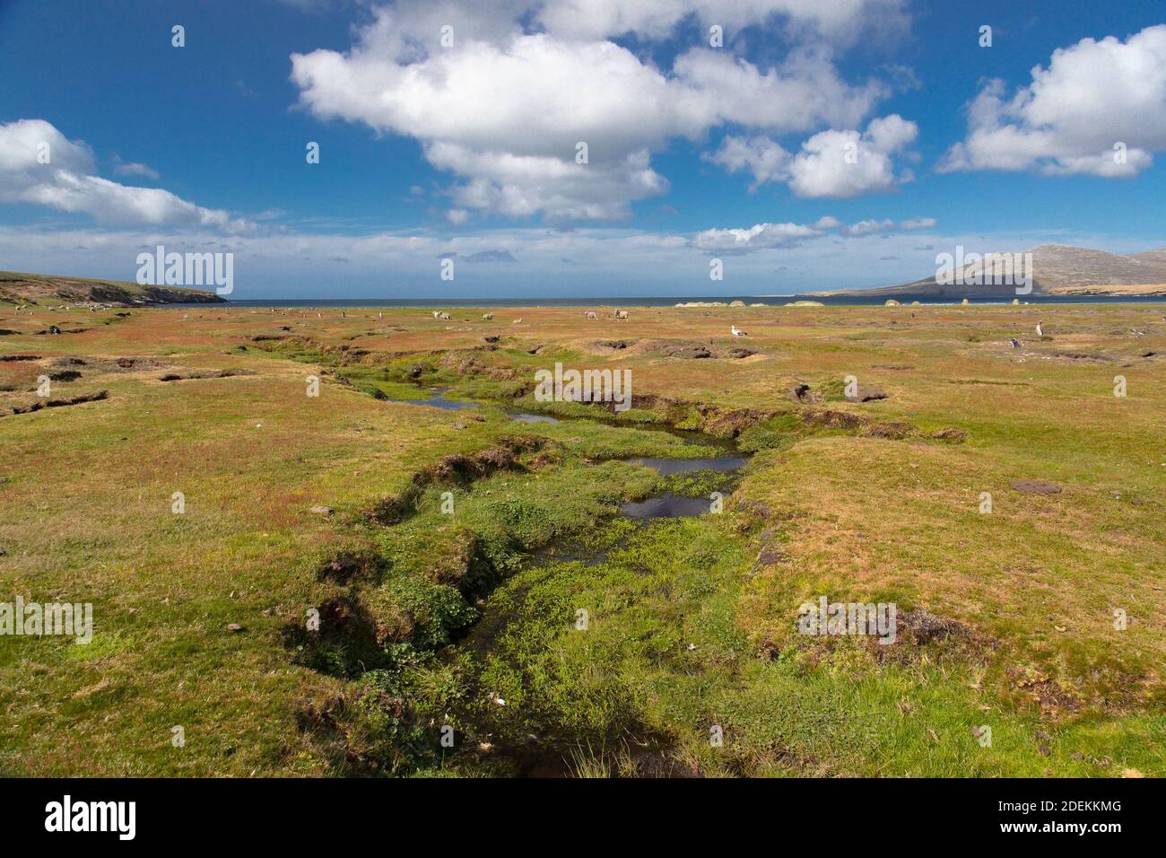 Saunders island landscape, Falkland, January 2018 Stock Photo - Alamy