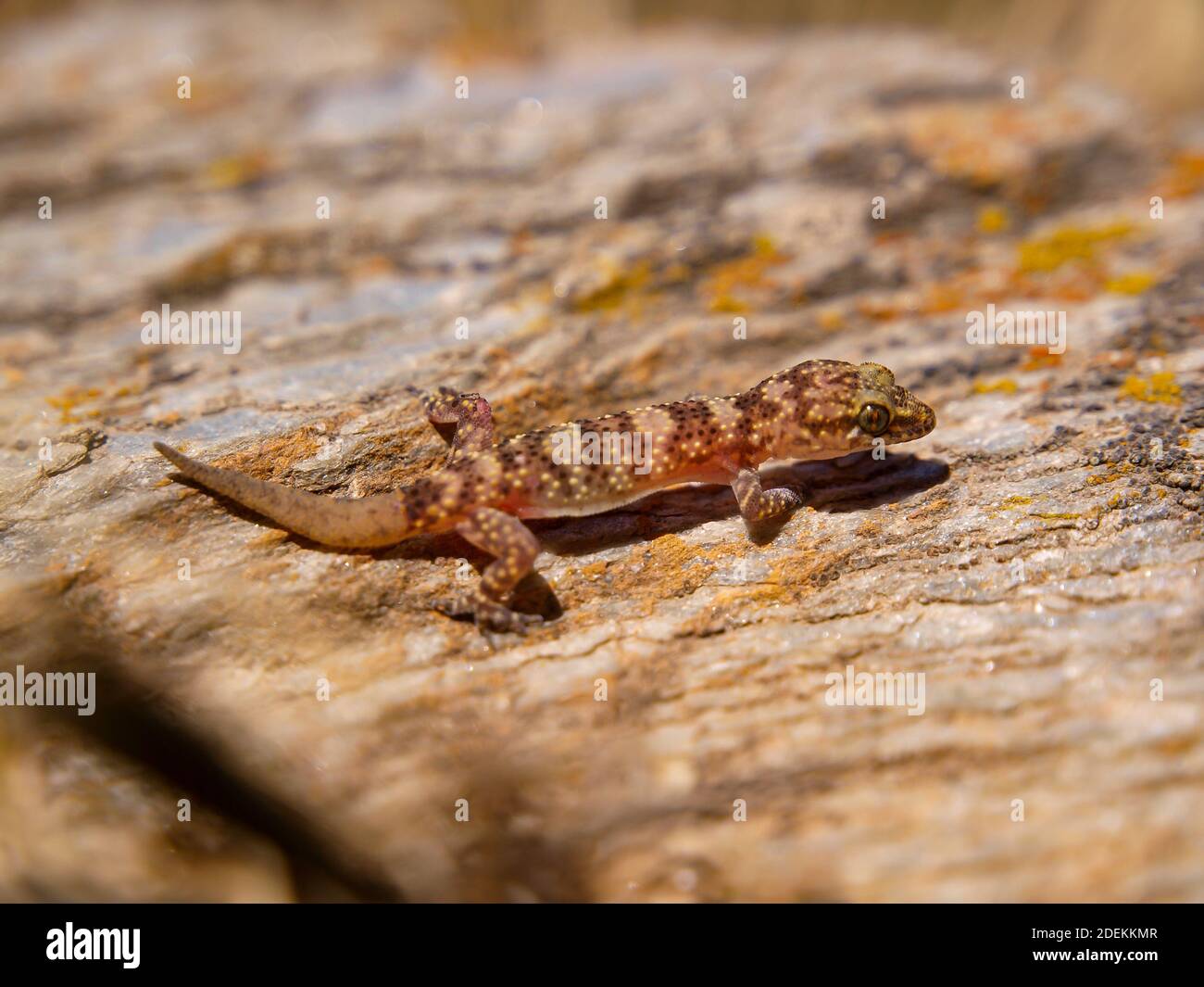 Mediterranean house gecko (Hemidactylus turcicus) in greece Stock Photo ...