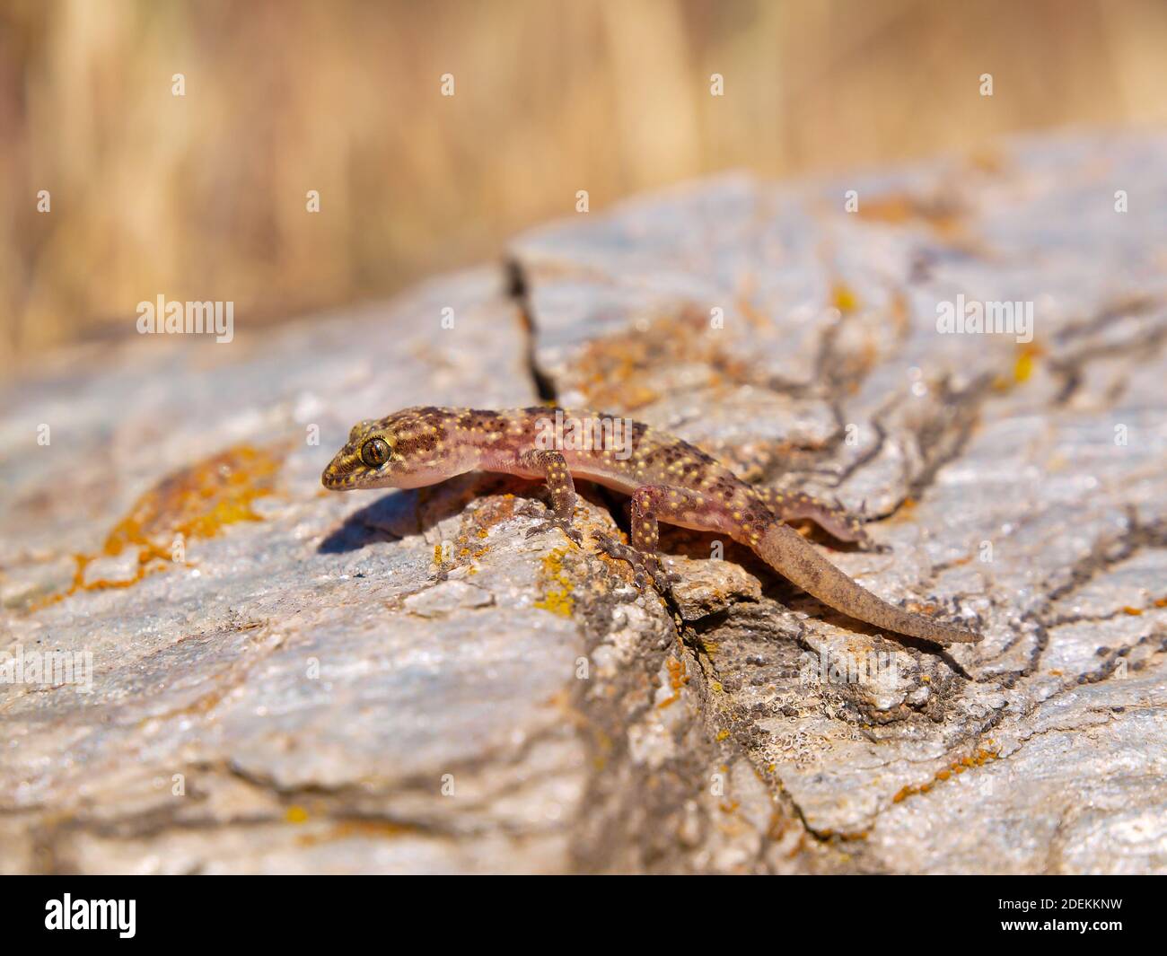Mediterranean house gecko (Hemidactylus turcicus) in greece Stock Photo ...