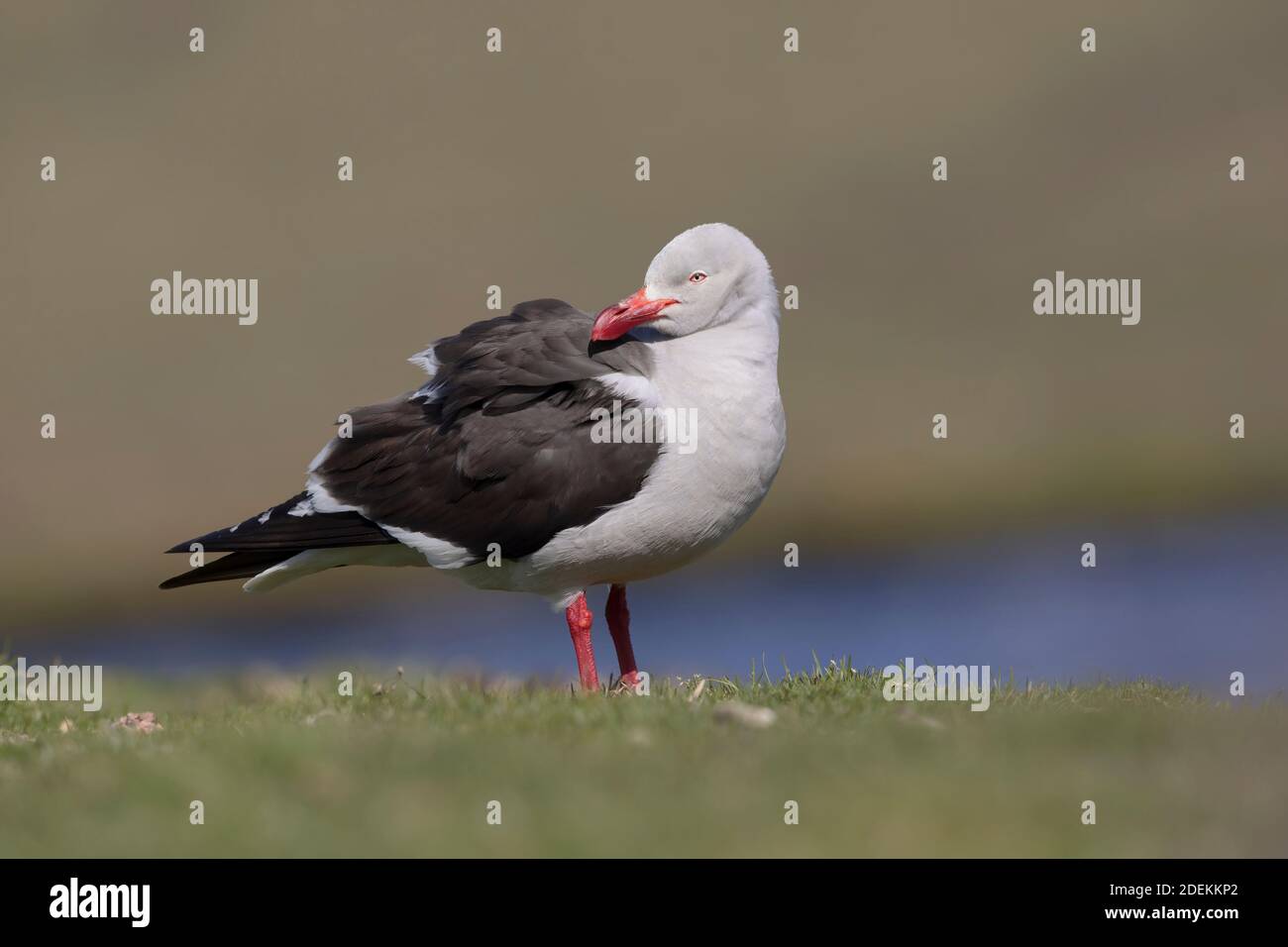 Dolphin gull leucophaeus scoresbii hi-res stock photography and images ...