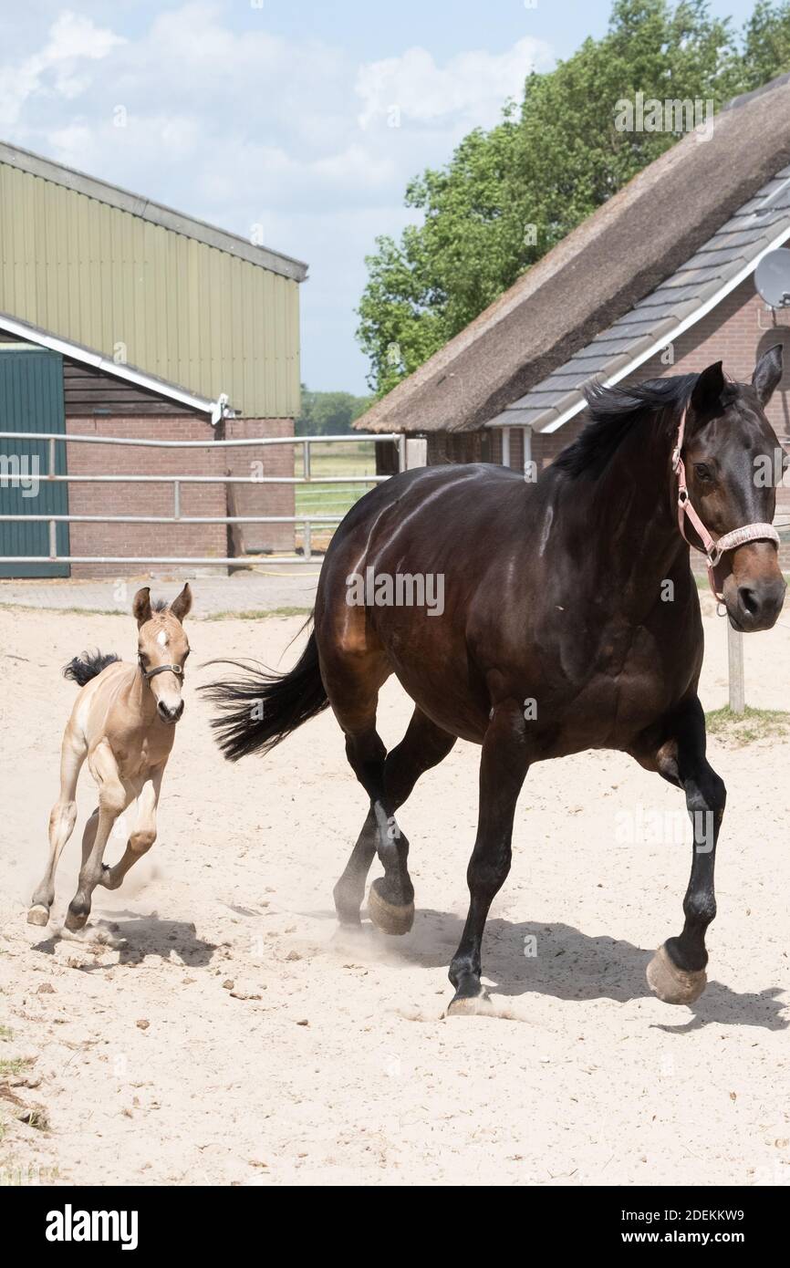Galop High Resolution Stock Photography and Images - Alamy