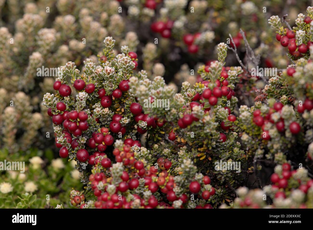 Diddle dee bush hi-res stock photography and images - Alamy