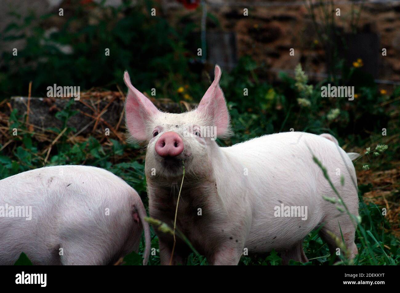 two piglets on a green meadow on a pig farm Stock Photo - Alamy