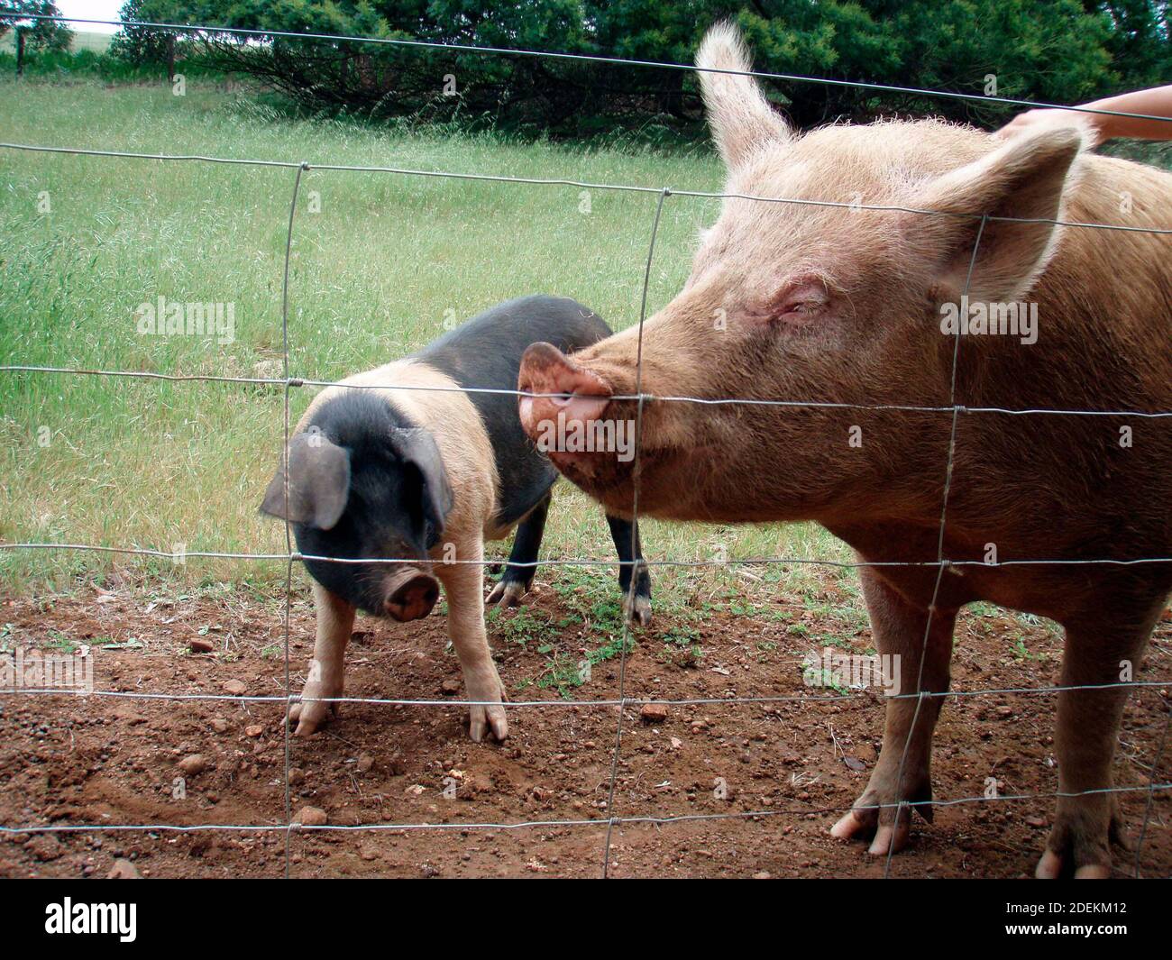 pigs in free range husbandry, animal welfare in pig farming Stock Photo ...
