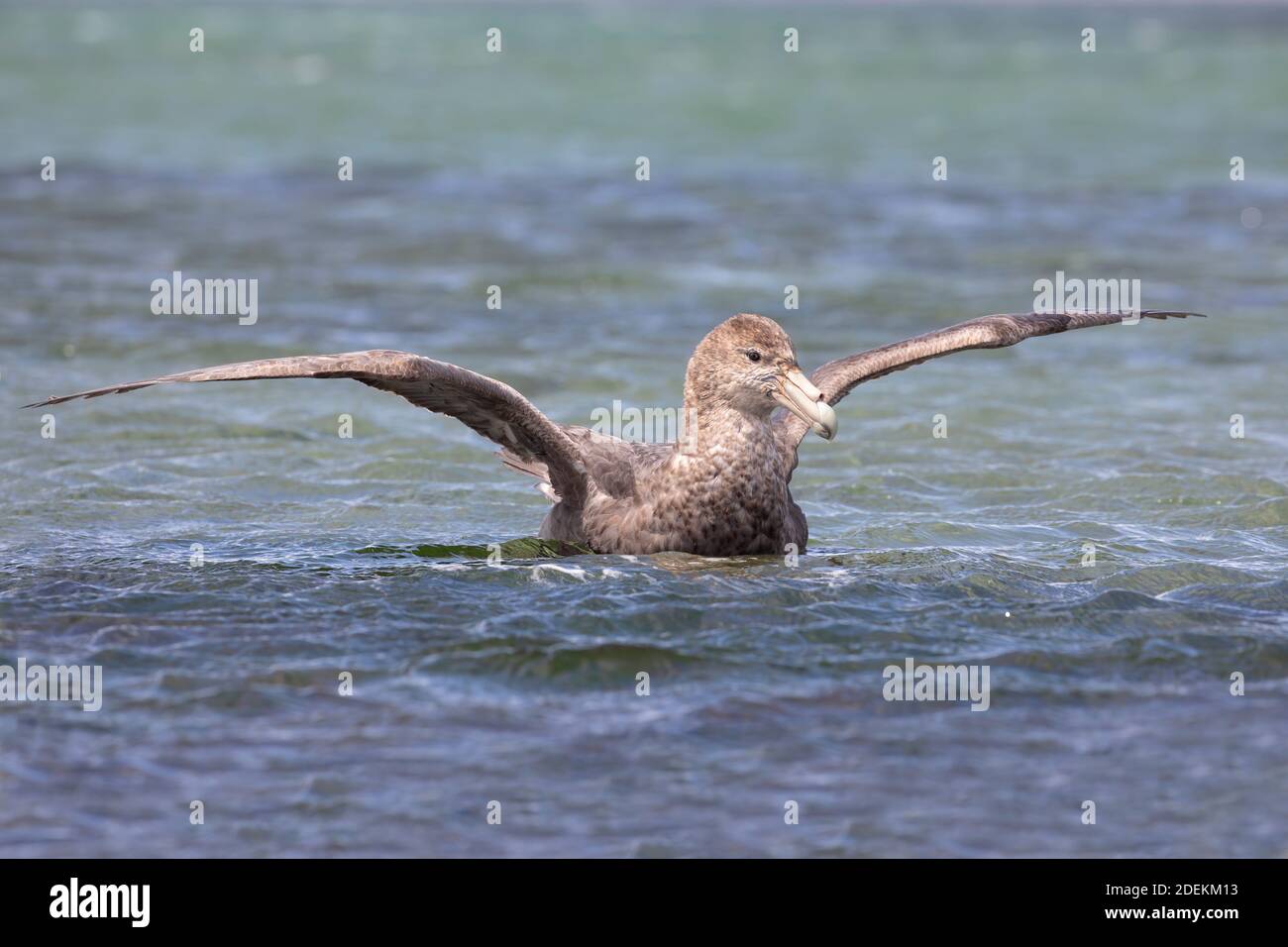 Southern Giant petrel (Macronectes giganteus), Saunders, Falkland ...