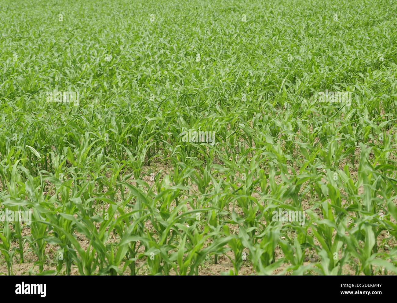 field of young corn or maize, green plants in the soil Stock Photo - Alamy