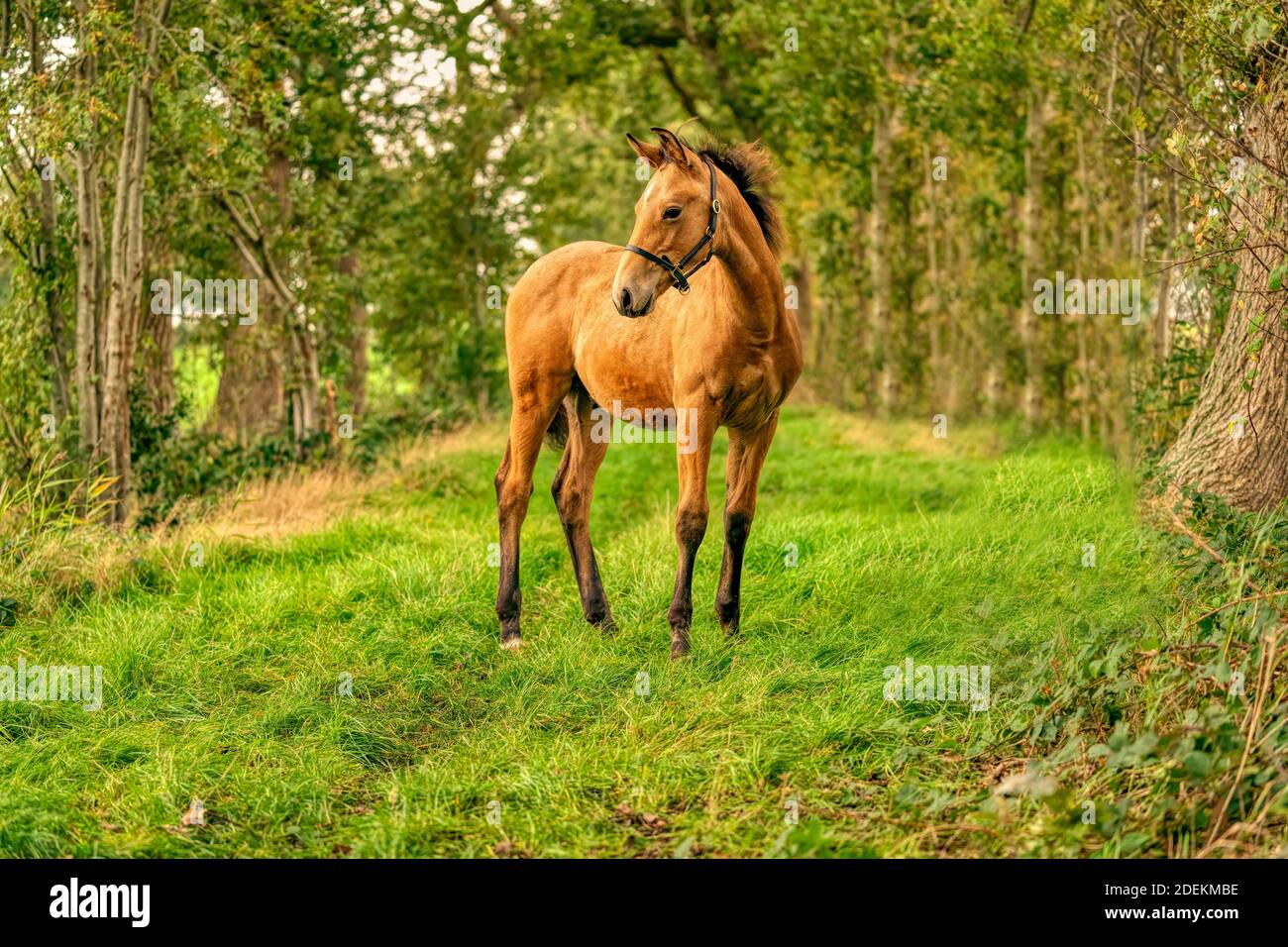 Portrait of buckskin foal, the horse with halter stands in the forest ...