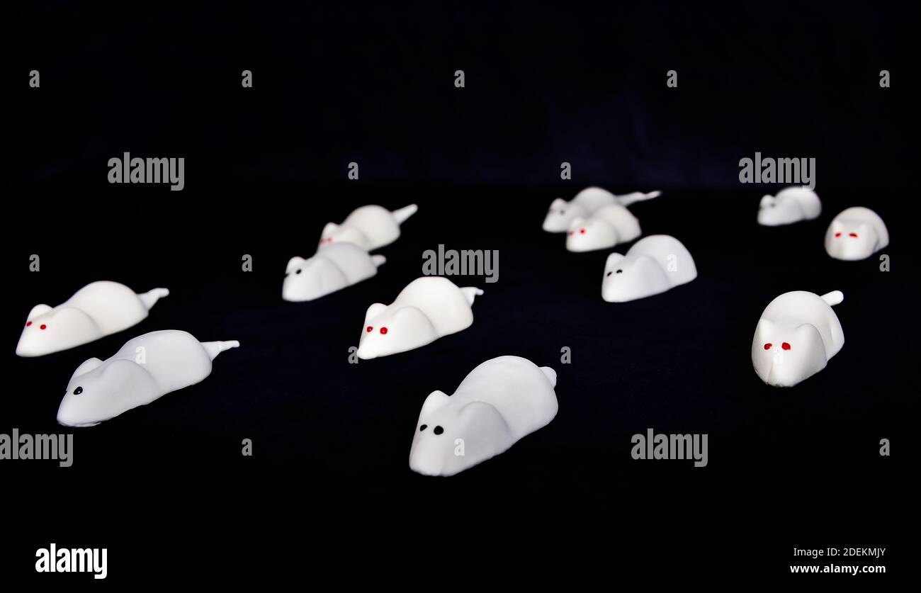 A group of white mice with red eyes from marshmallow, close up, looking ...