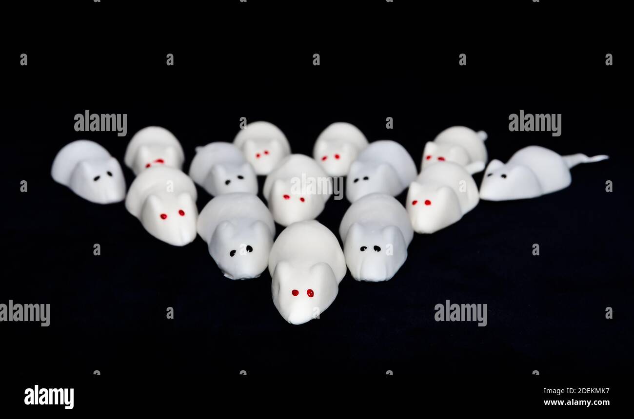A group of white mice with red eyes from marshmallow, close up, looking ...
