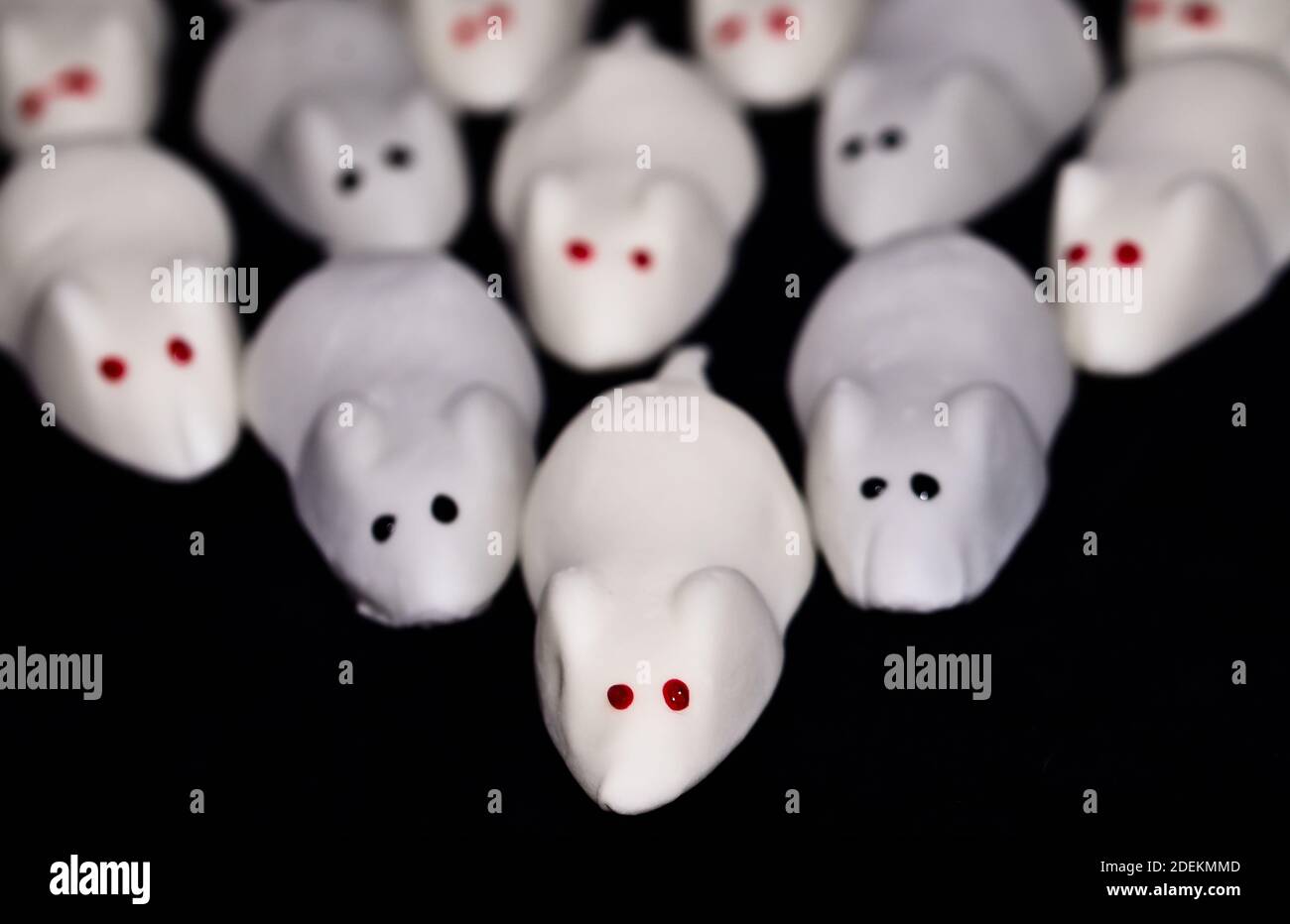 A group of white mice with red eyes from marshmallow, close up, looking ...