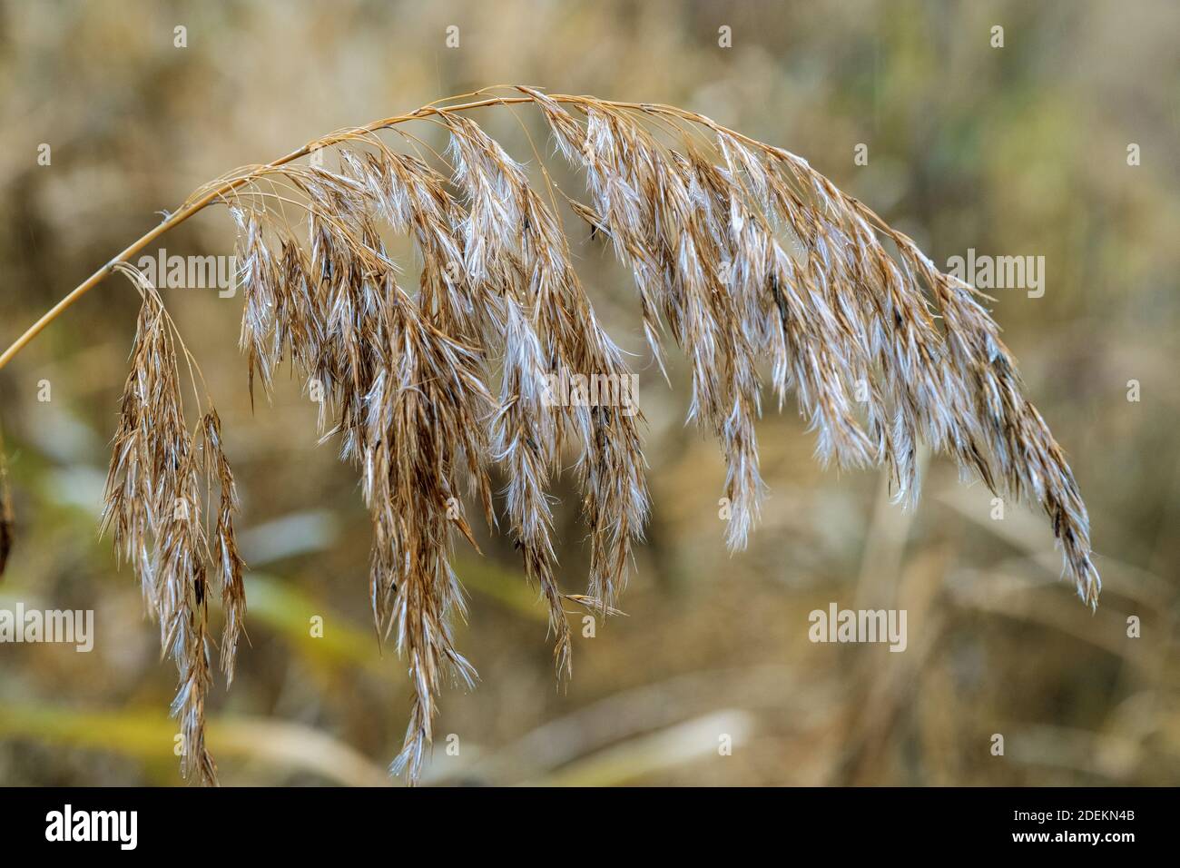 Drooping at a branch hi-res stock photography and images - Alamy