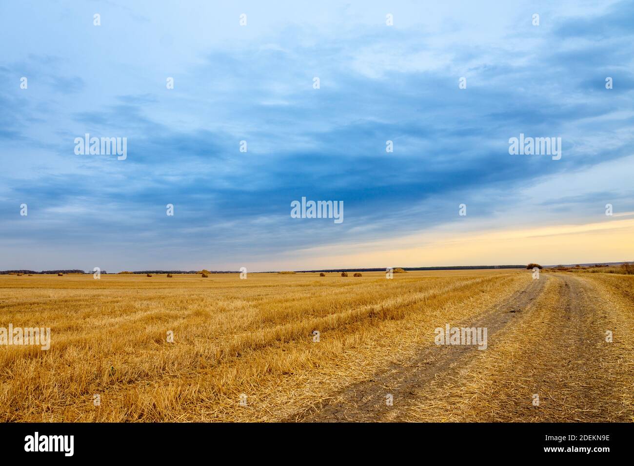Beautiful golden field and dark stormy sky. Autumn morning in ...