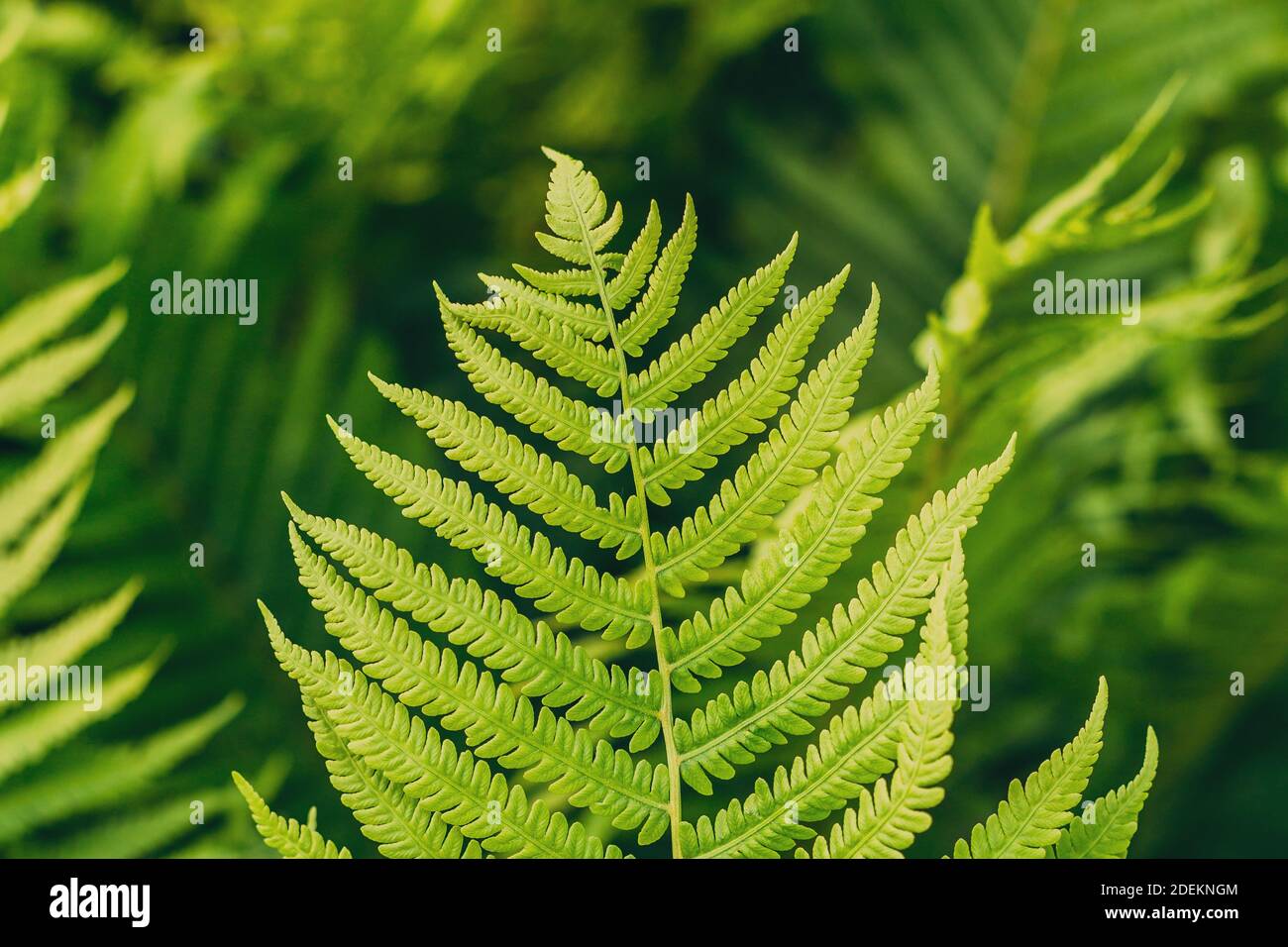 Natural green fern background. Summer season Stock Photo - Alamy